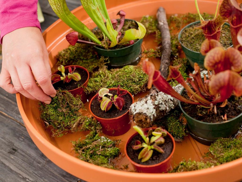 Healthy Carnivorous Plant Tips - Carnivorex